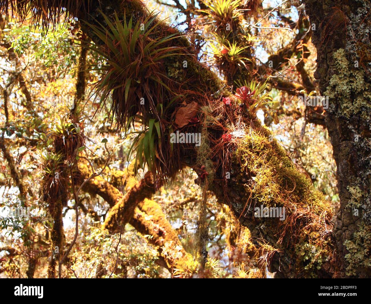 Epiphytic bromeliads in the montane pine-oak forests of the Sierra ...