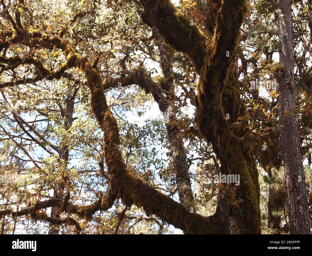 Epiphytes biodiversity in the montane pine-oak forests of the Sierra ...