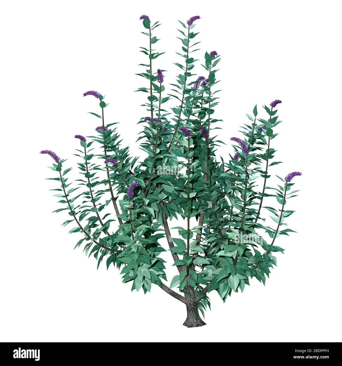 Buddleja buddleja davidii Cut Out Stock Images & Pictures - Alamy