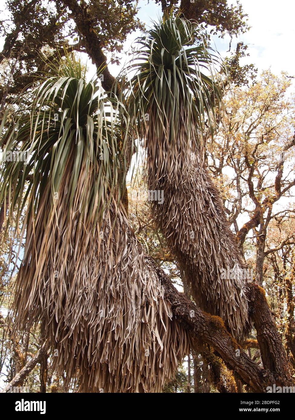 Epiphytes biodiversity in the montane pine-oak forests of the Sierra ...