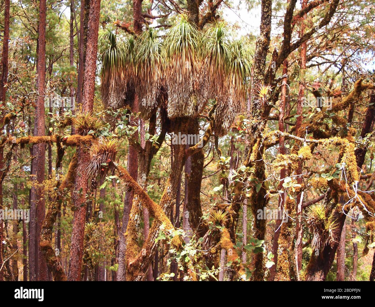 Epiphytes biodiversity in the montane pine-oak forests of the Sierra ...