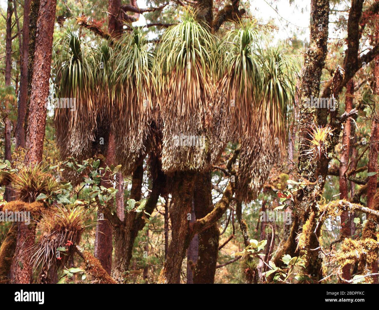 Epiphytes biodiversity in the montane pine-oak forests of the Sierra ...