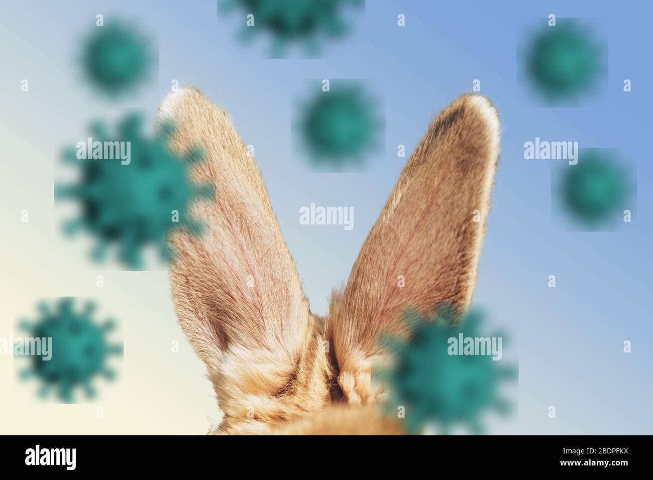 Beautiful rabbit ears on a abstract background easter 2020. Corona ...