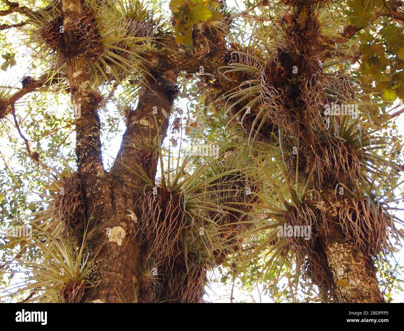 Community managed pine oak forests hi-res stock photography and images ...