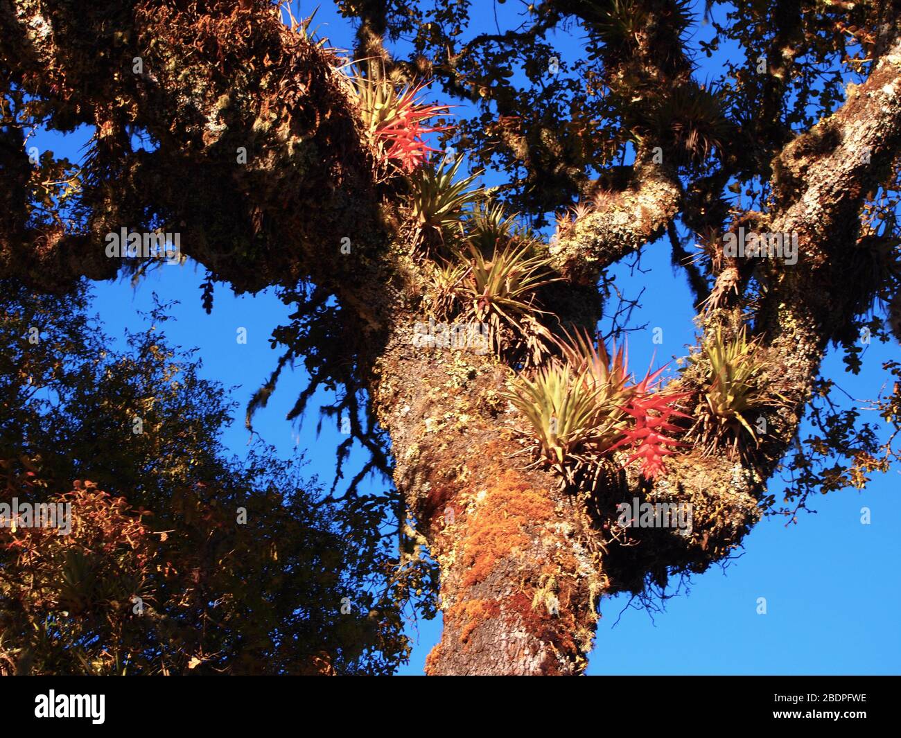 Epiphytes biodiversity in the montane pine-oak forests of the Sierra ...