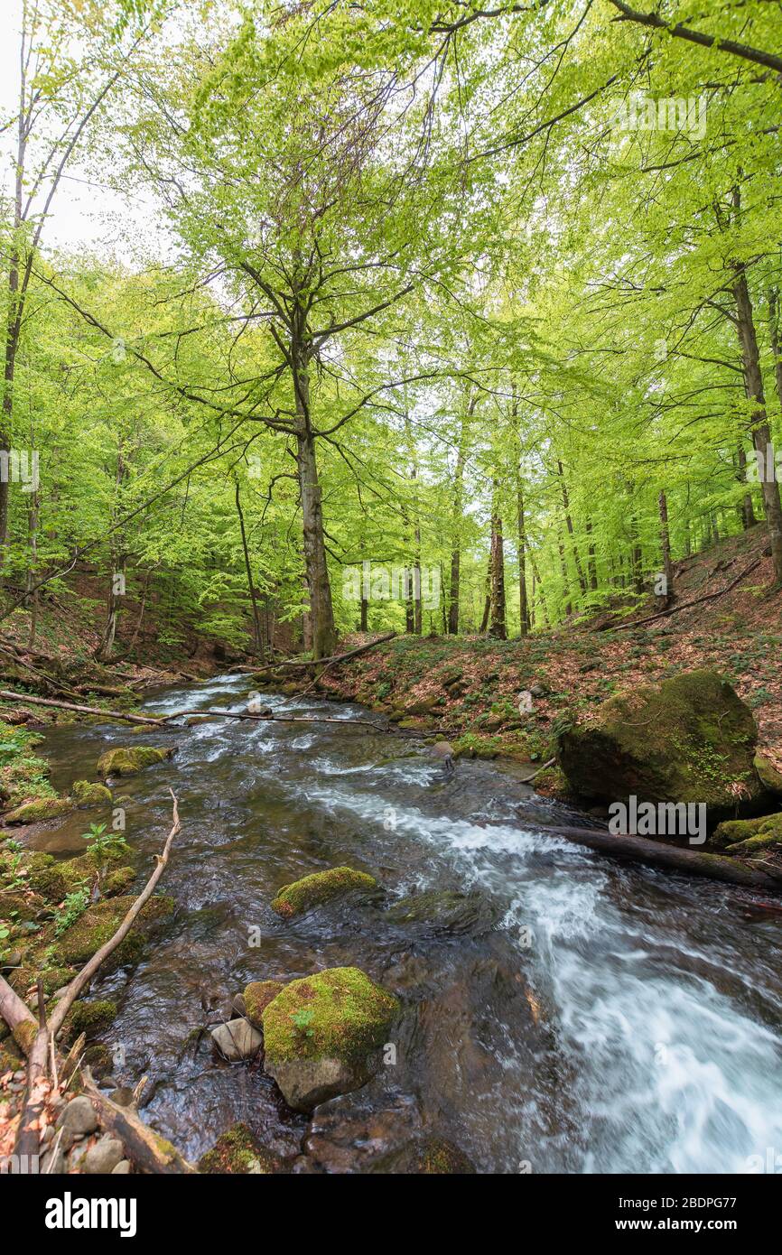 rapid water flow among the forest. trees in fresh green foliage ...