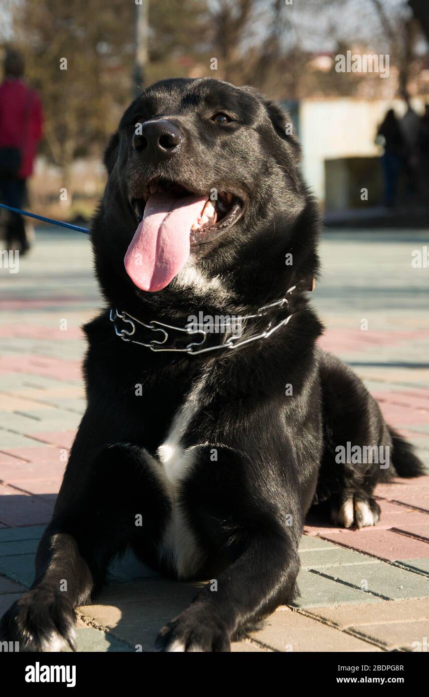 Outdoor portrait of a beautiful black labrador. Pets on the street ...