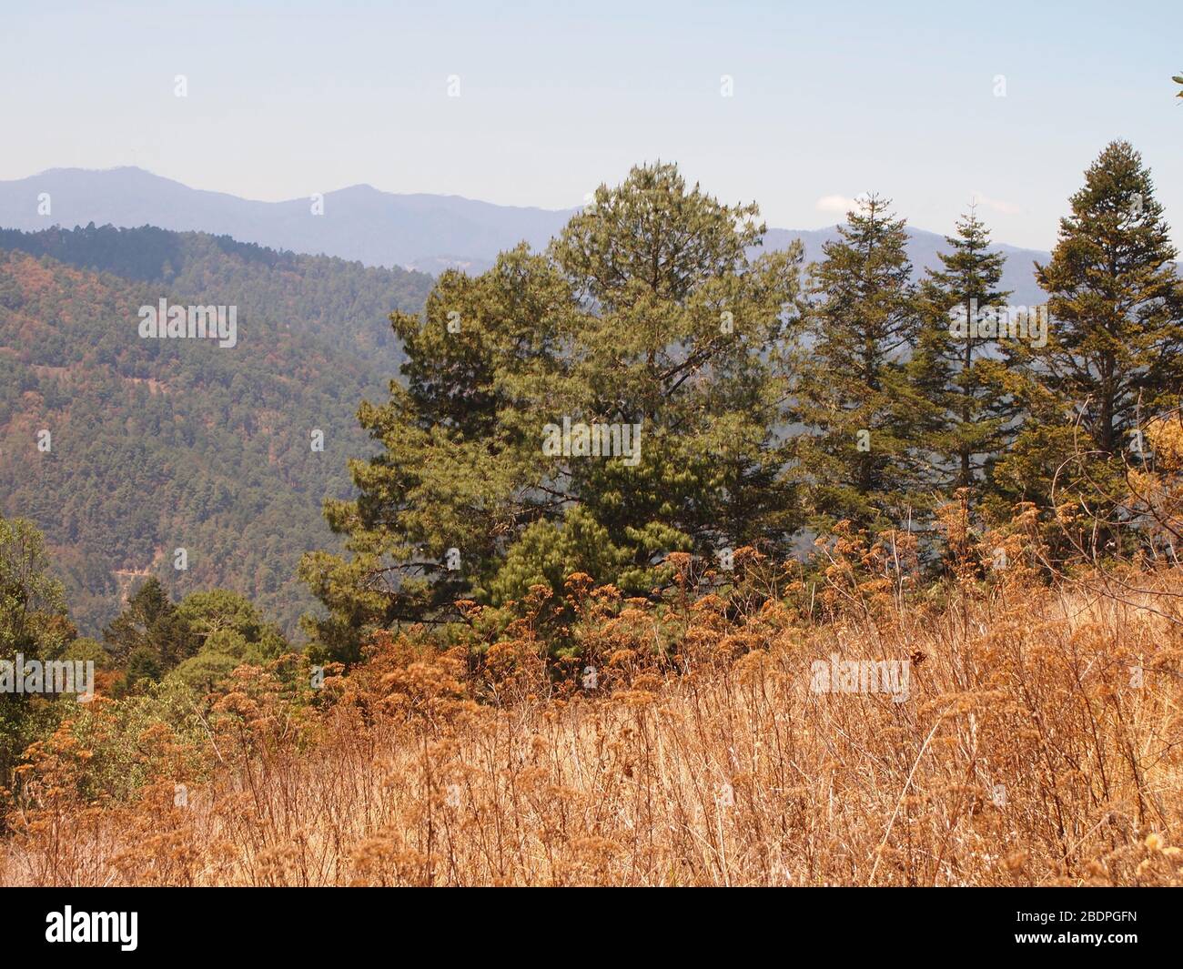 Sierra madre pine oak forests hi-res stock photography and images - Alamy