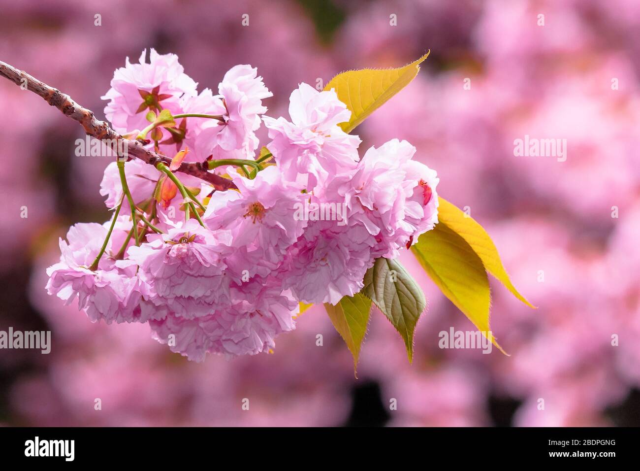 Beautiful Pink Flower Scenery