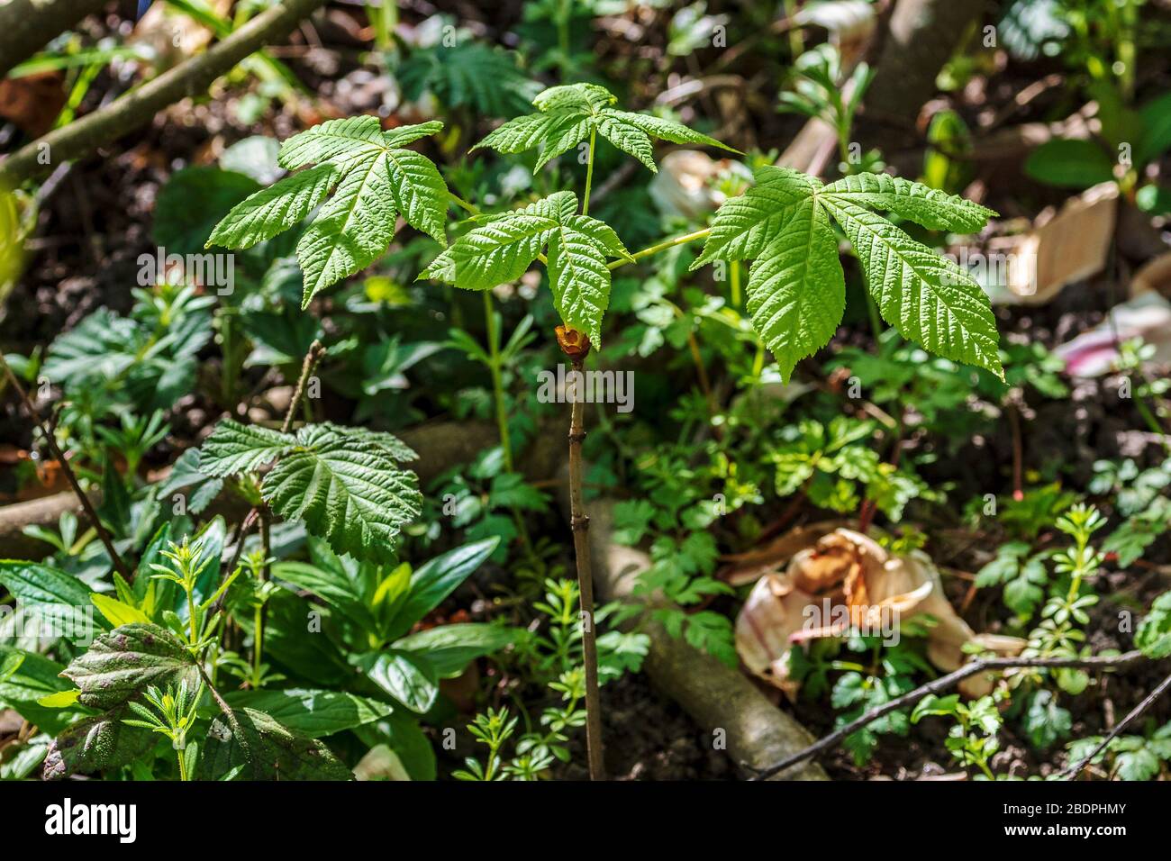 A horse chestnut tree sapling and leaves Stock Photo - Alamy