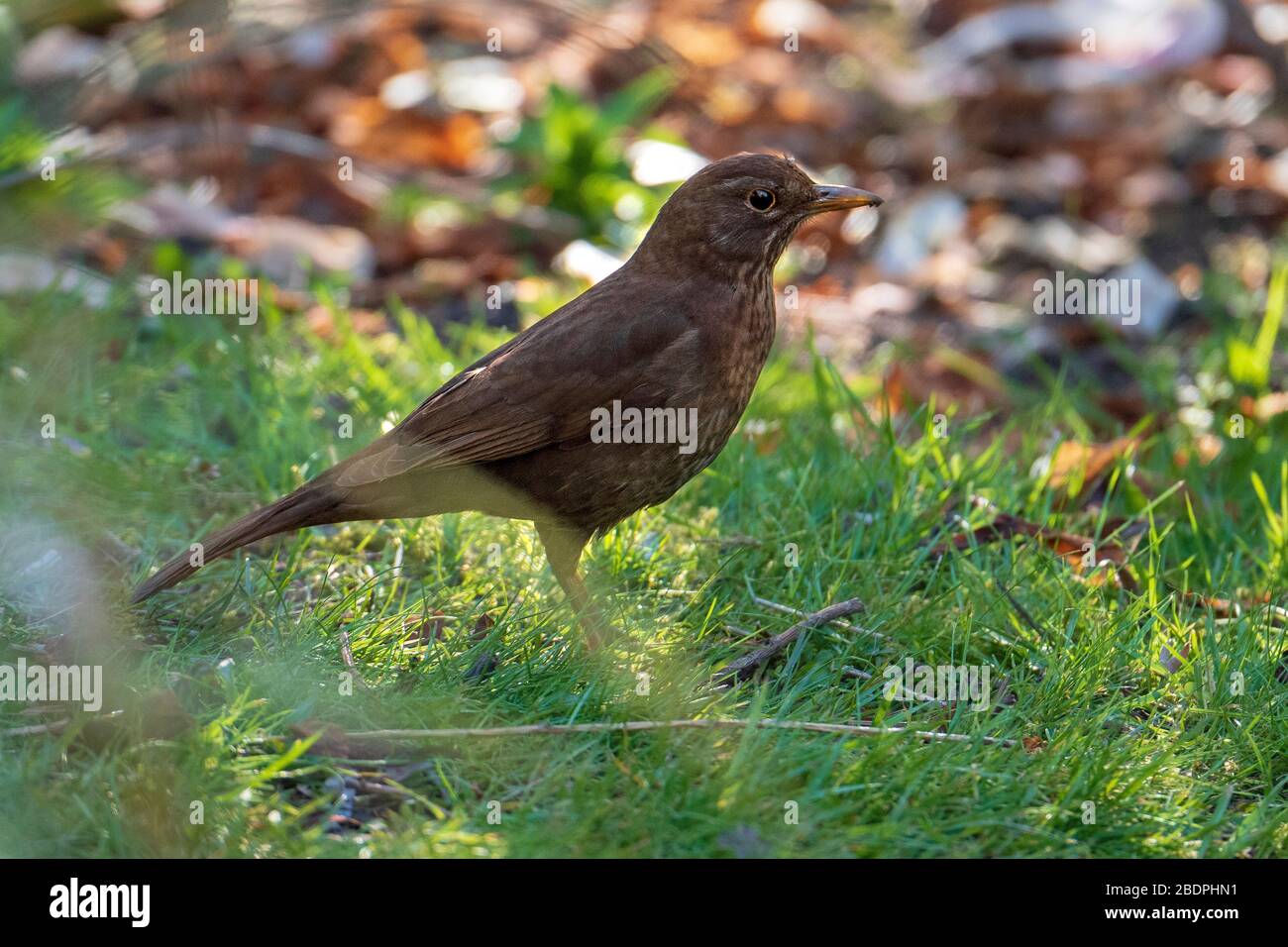 A hen female Blackbird Stock Photo - Alamy