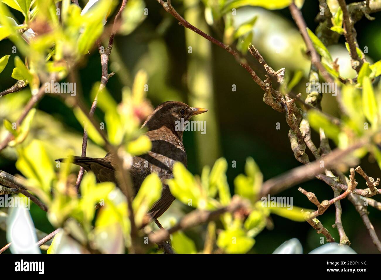 Female common blackbird species hi-res stock photography and images - Alamy