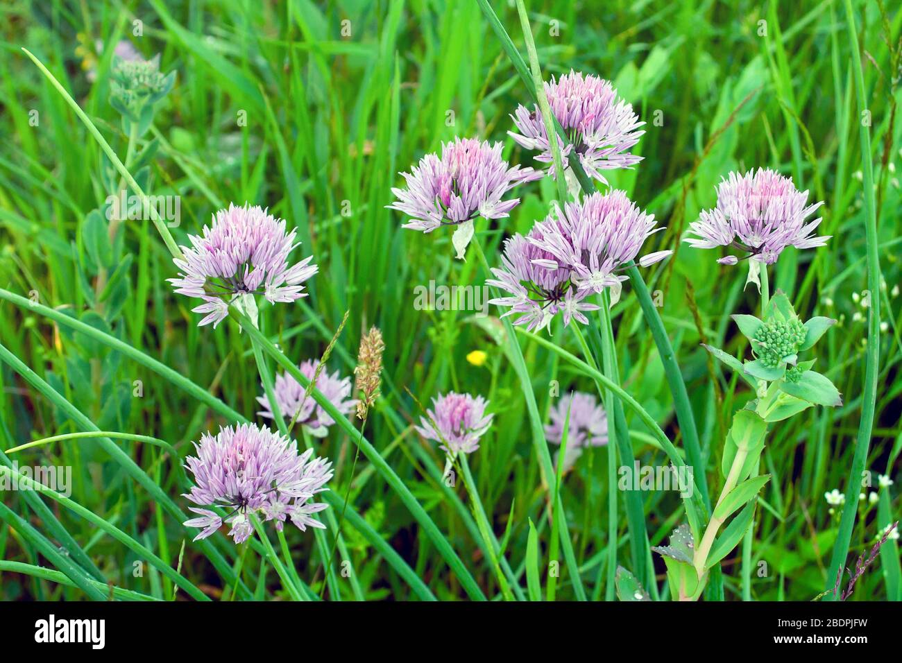 Beautiful flowers of wild onion, Alliaceae, in a water meadow Stock ...