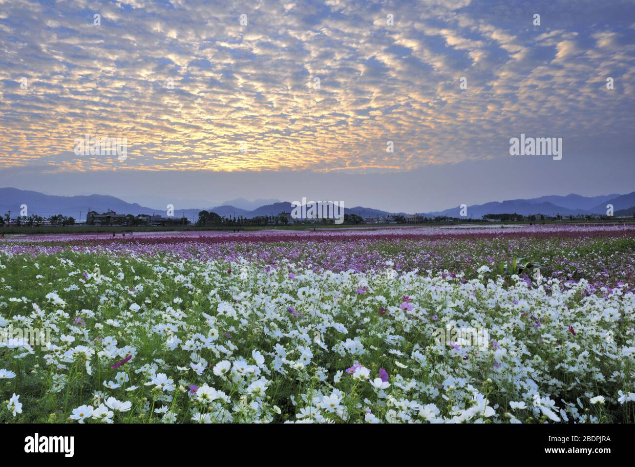 Taichung Xinshe flower field Taiwan Stock Photo - Alamy