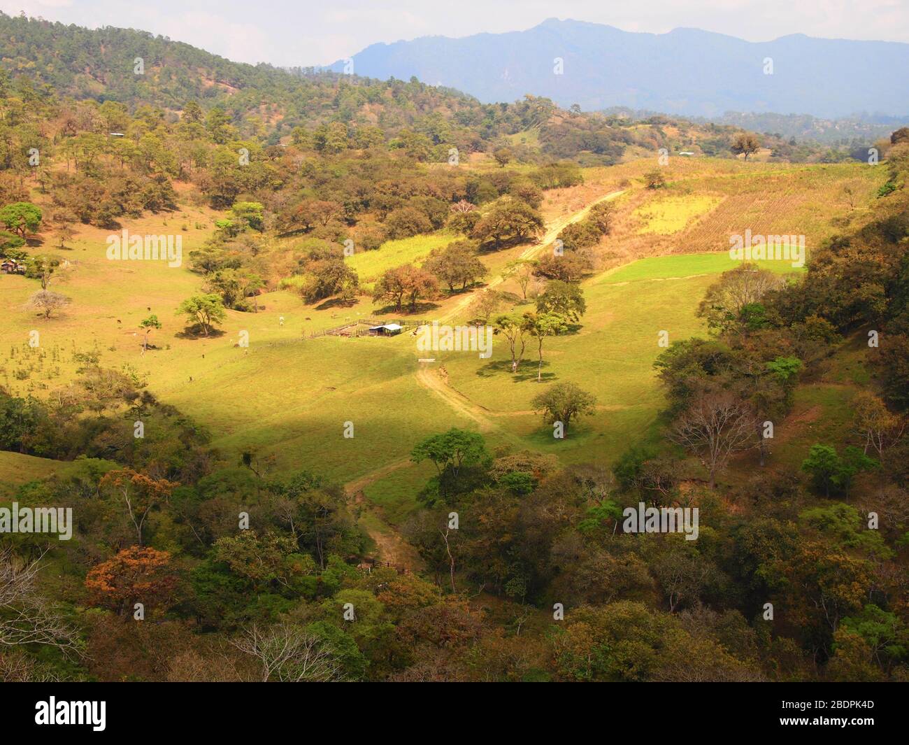Tropical submontane forests near Toniná archeological site in Chiapas ...