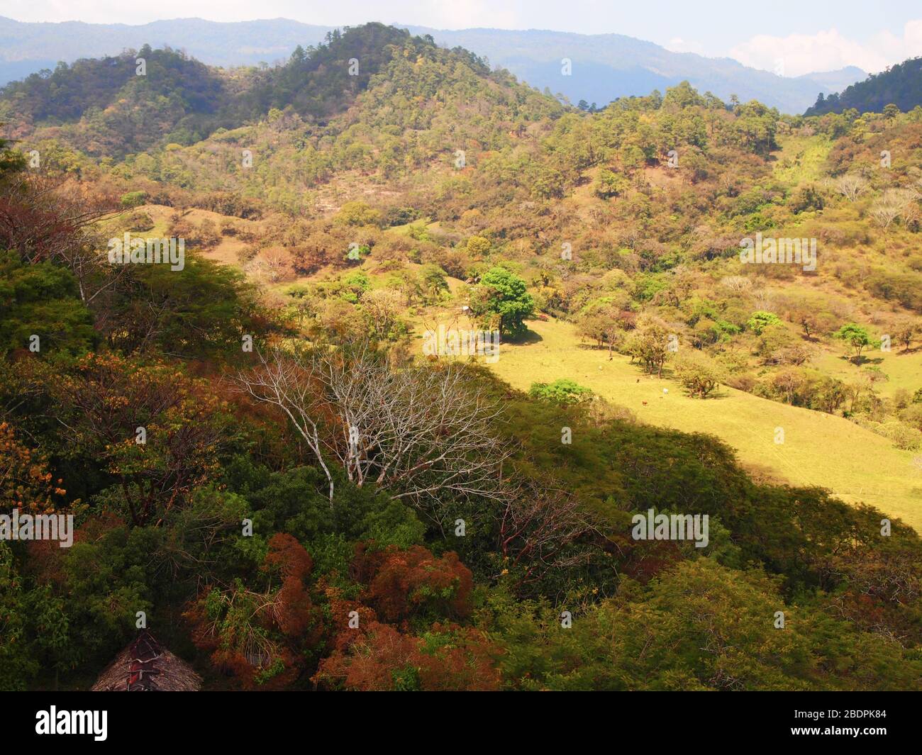 Tropical submontane forests near Toniná archeological site in Chiapas ...