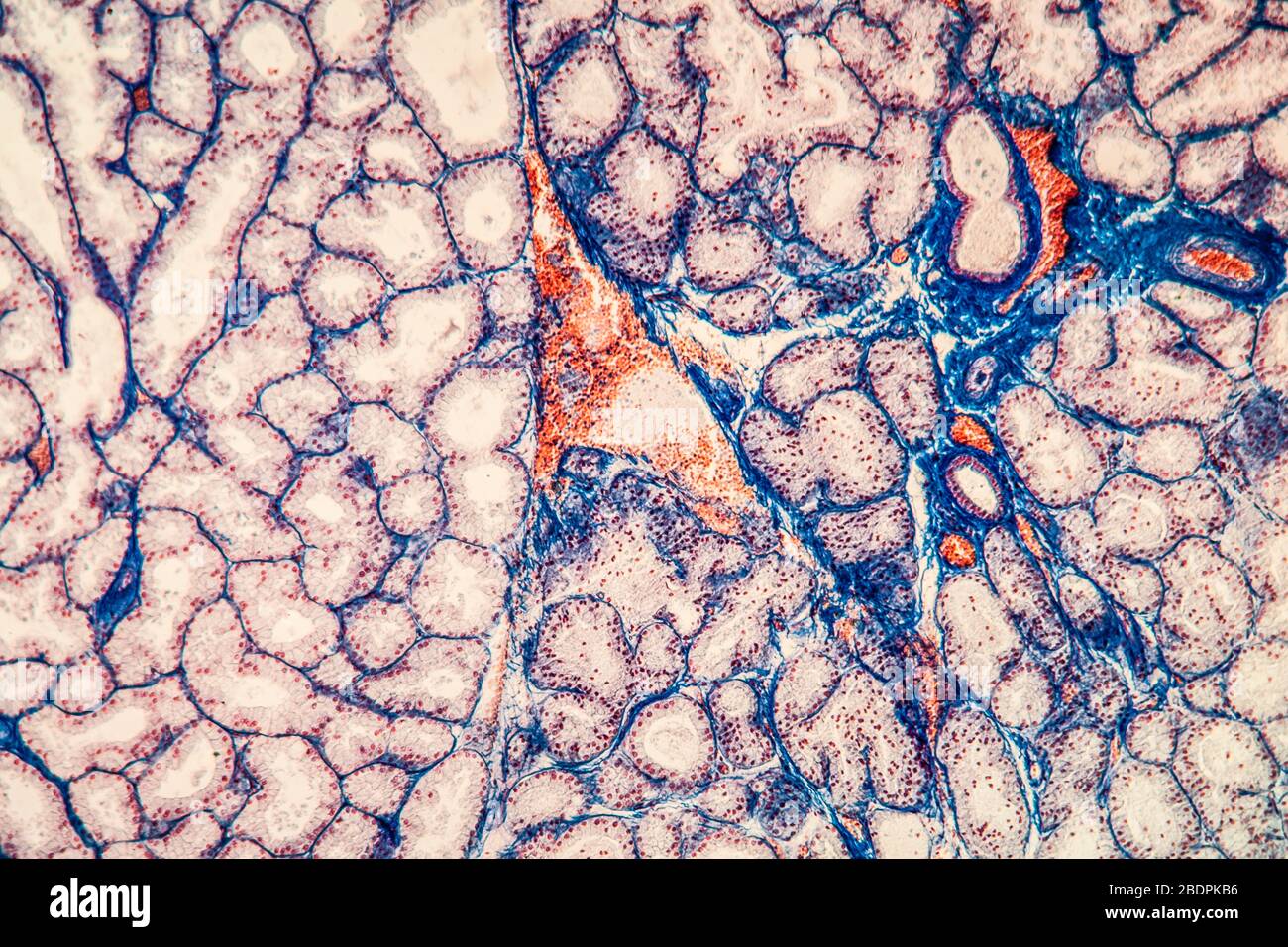 Lacrimal gland tissue under the microscope 100x Stock Photo - Alamy