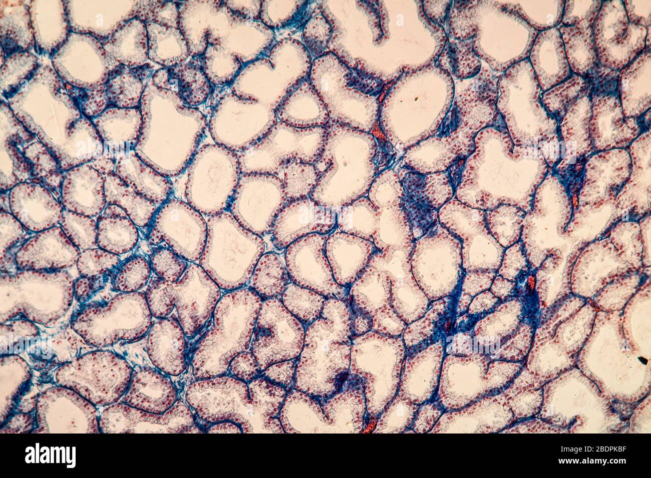 Lacrimal gland tissue under the microscope 100x Stock Photo - Alamy