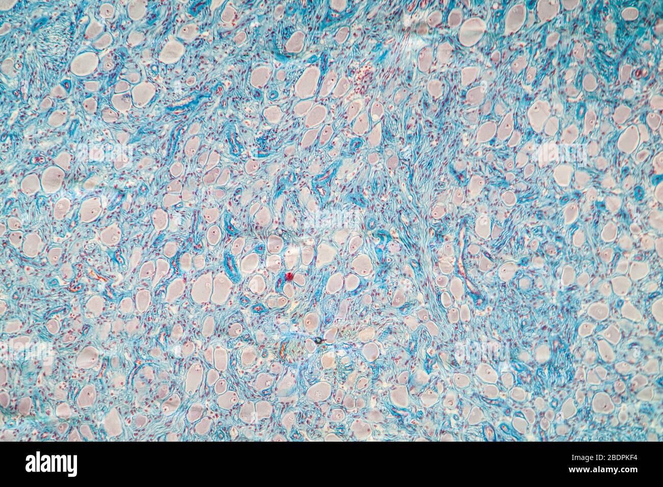 Palate tissue under the microscope 100x Stock Photo - Alamy