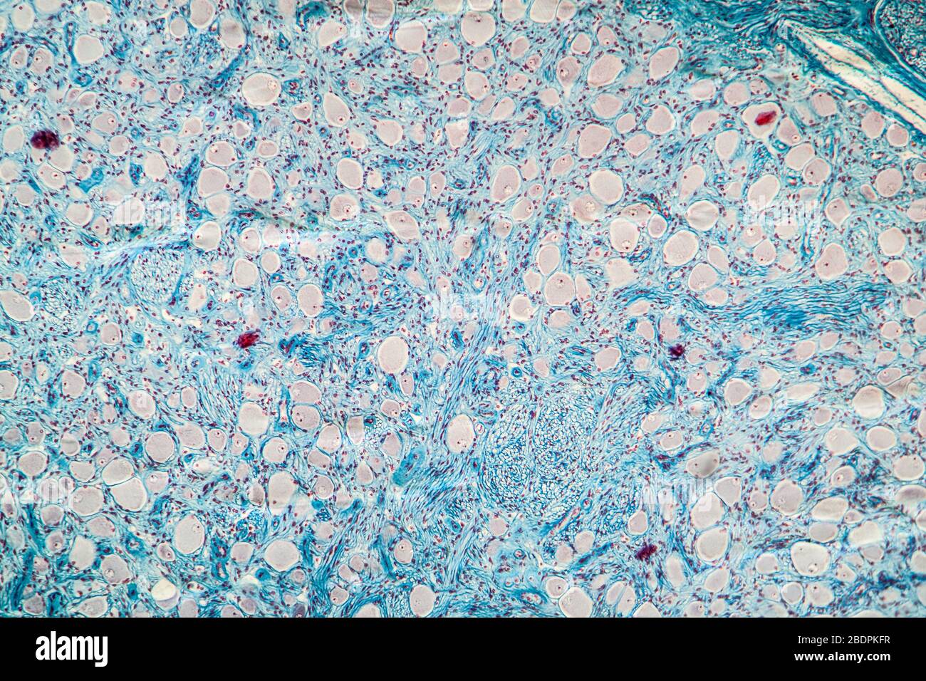 Epithelial Cells Under Microscope Labeled