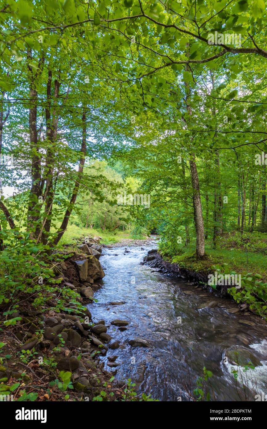 beautiful landscape of rapid mountain river. flow among mossy rocks in ...