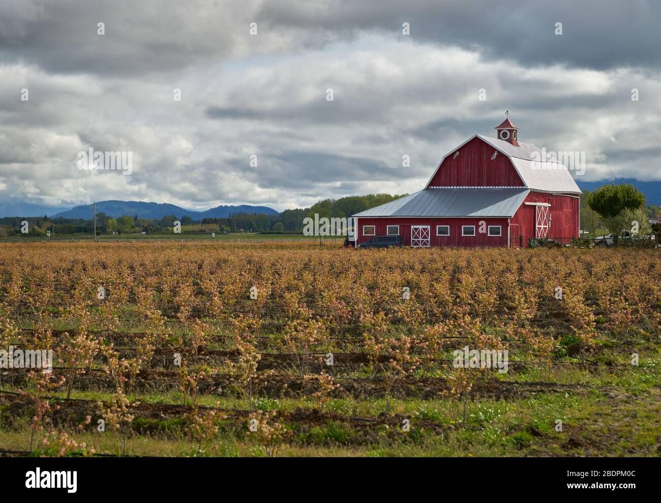 Red Barn Blueberry Field Pacific Northwest. A red barn and blueberry ...