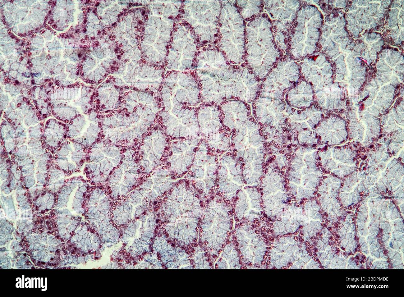Protein tissue under the microscope 100x Stock Photo - Alamy