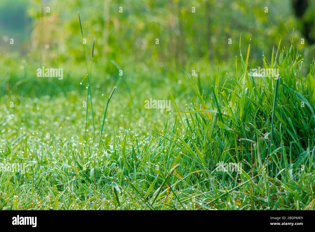 tall green grass close up. beautiful outdoor scenery on a sunny morning ...