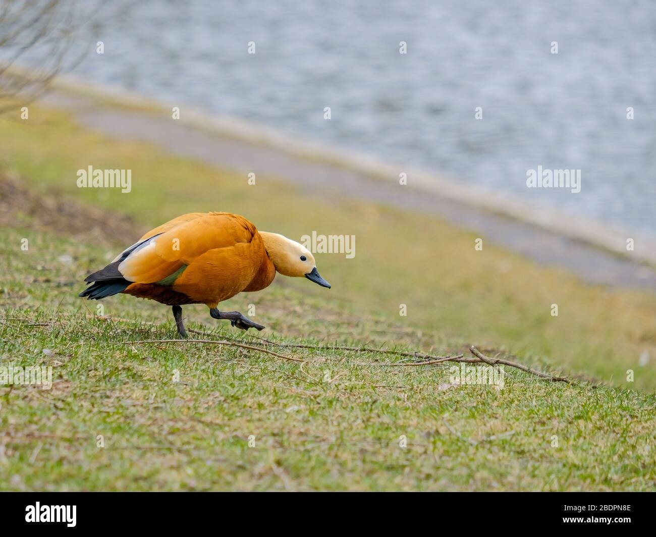 Male duck aggression during mating hi-res stock photography and images ...