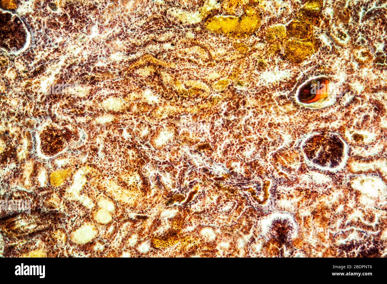 Kidney Histology High Resolution Stock Photography and Images - Alamy