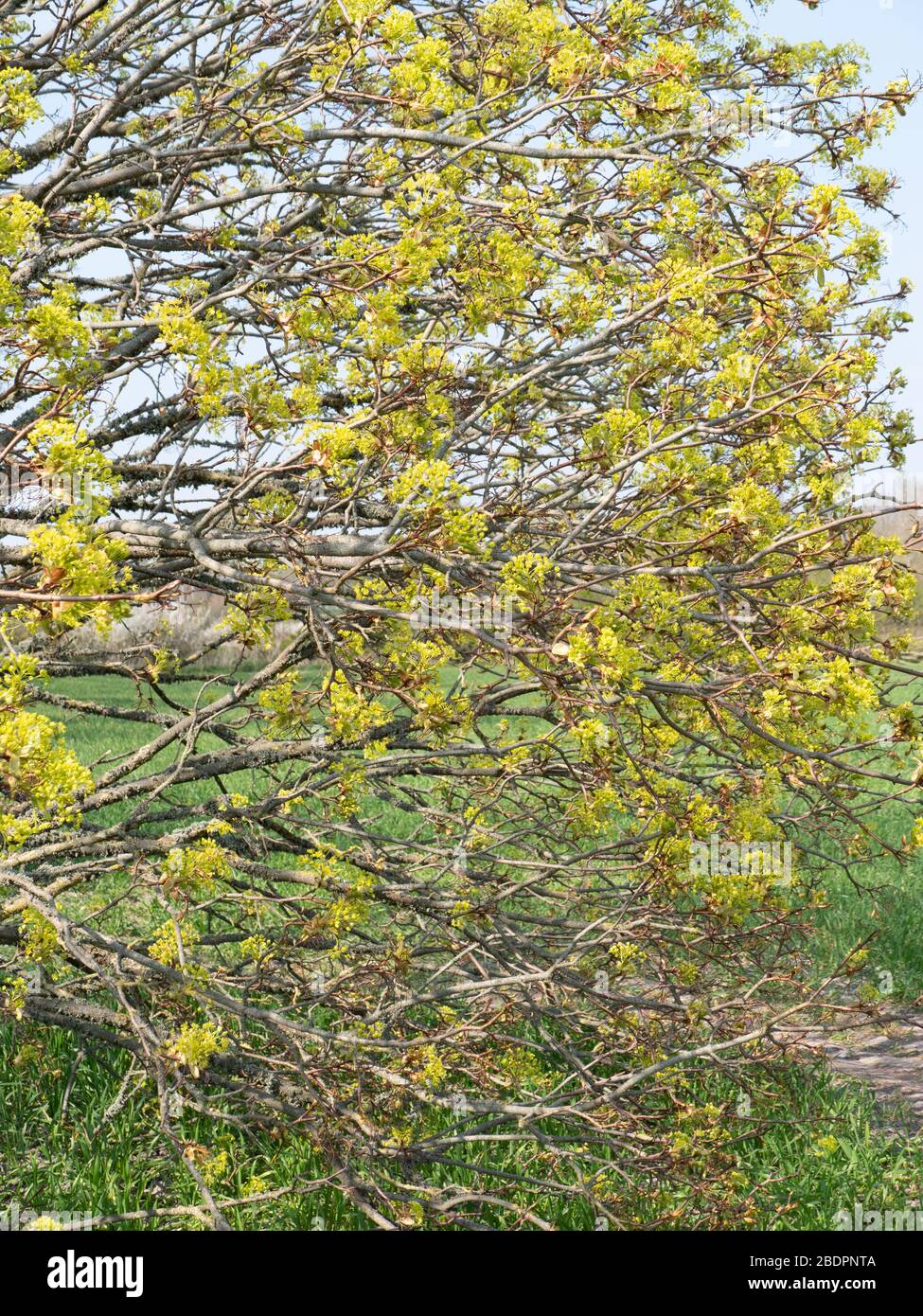 Great maple tree hi-res stock photography and images - Alamy