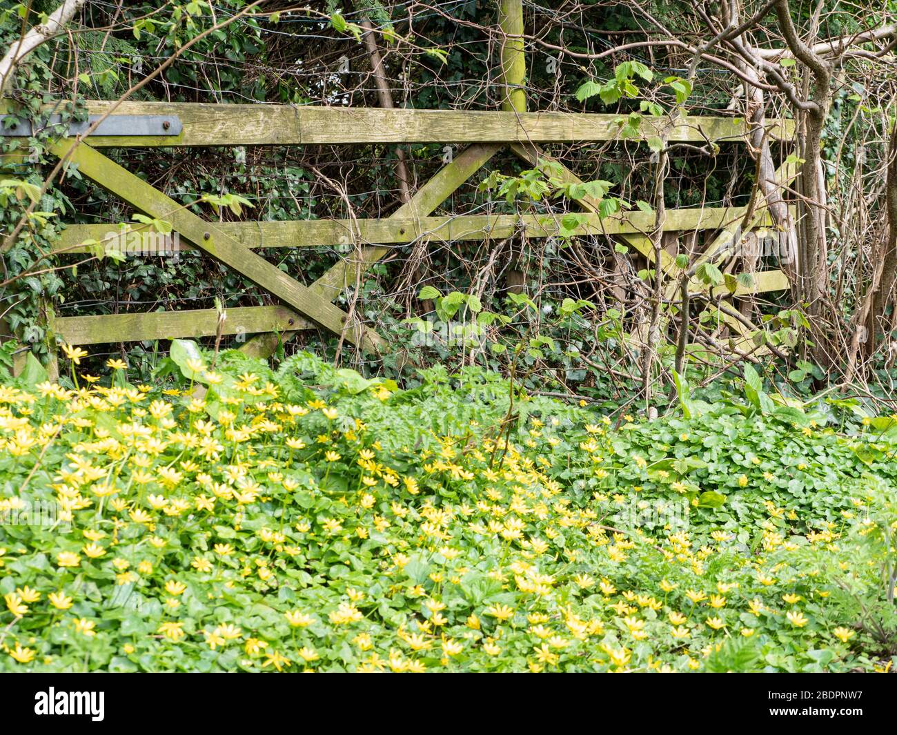 Bushes gate hi-res stock photography and images - Alamy