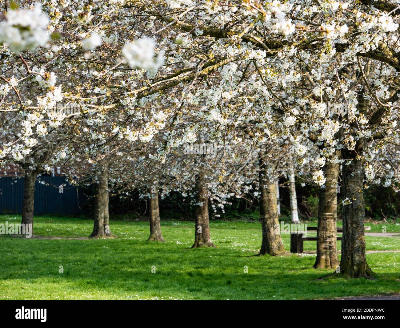 Cherry blossom (Prunus avian) trees on grass in local park, Westbury ...