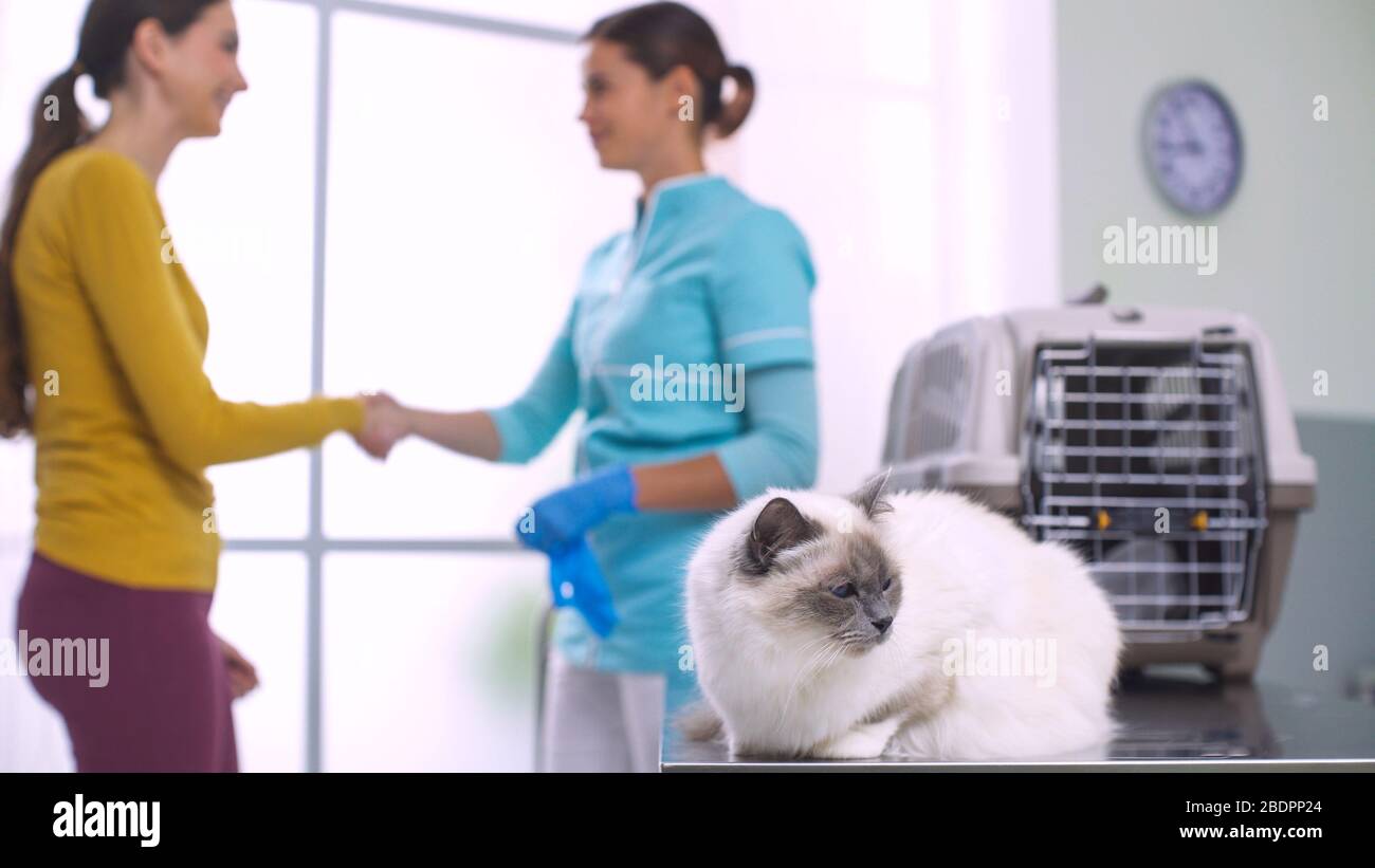 Beautiful long hair cat at the vet clinic, its owner and the doctor are ...