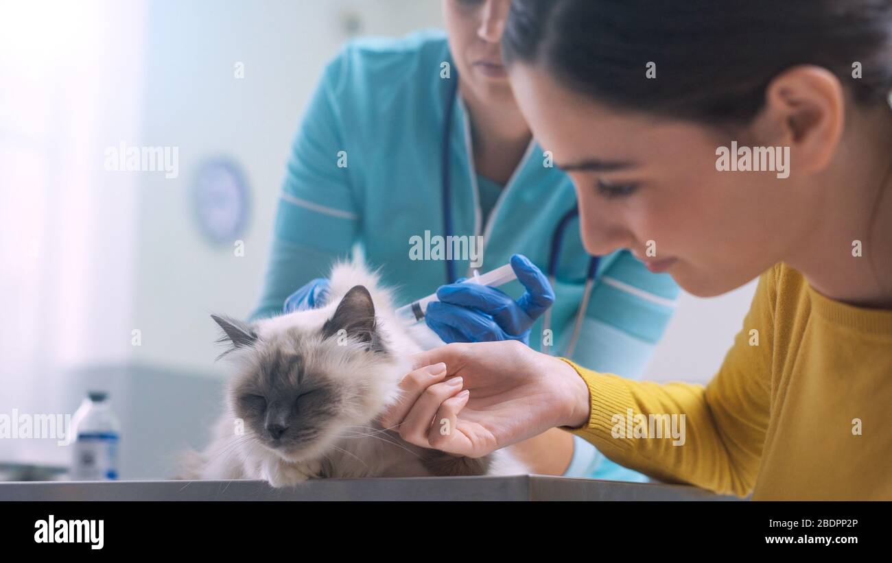 Professional vet giving an injection to a cat, the owner is cuddling ...