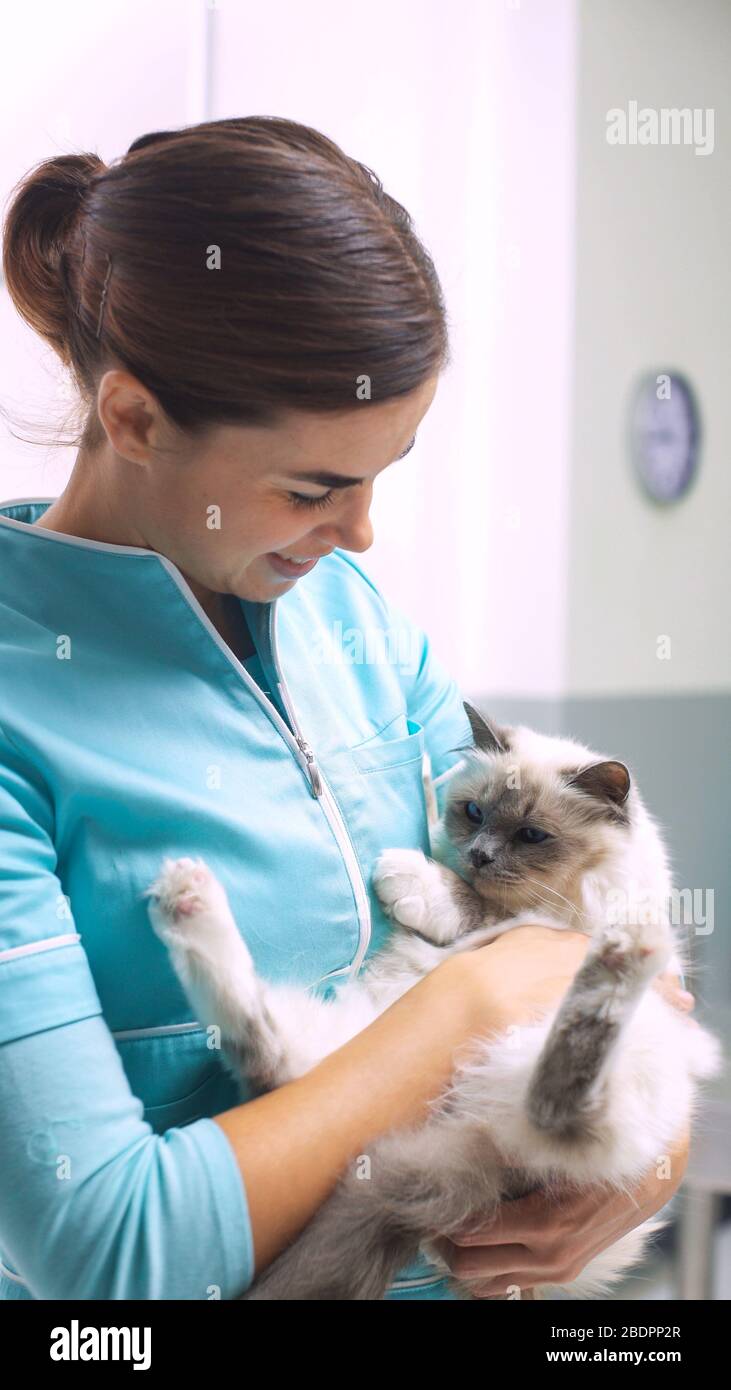 Young professional vet holding a cute cat at the veterinary clinic, pet ...