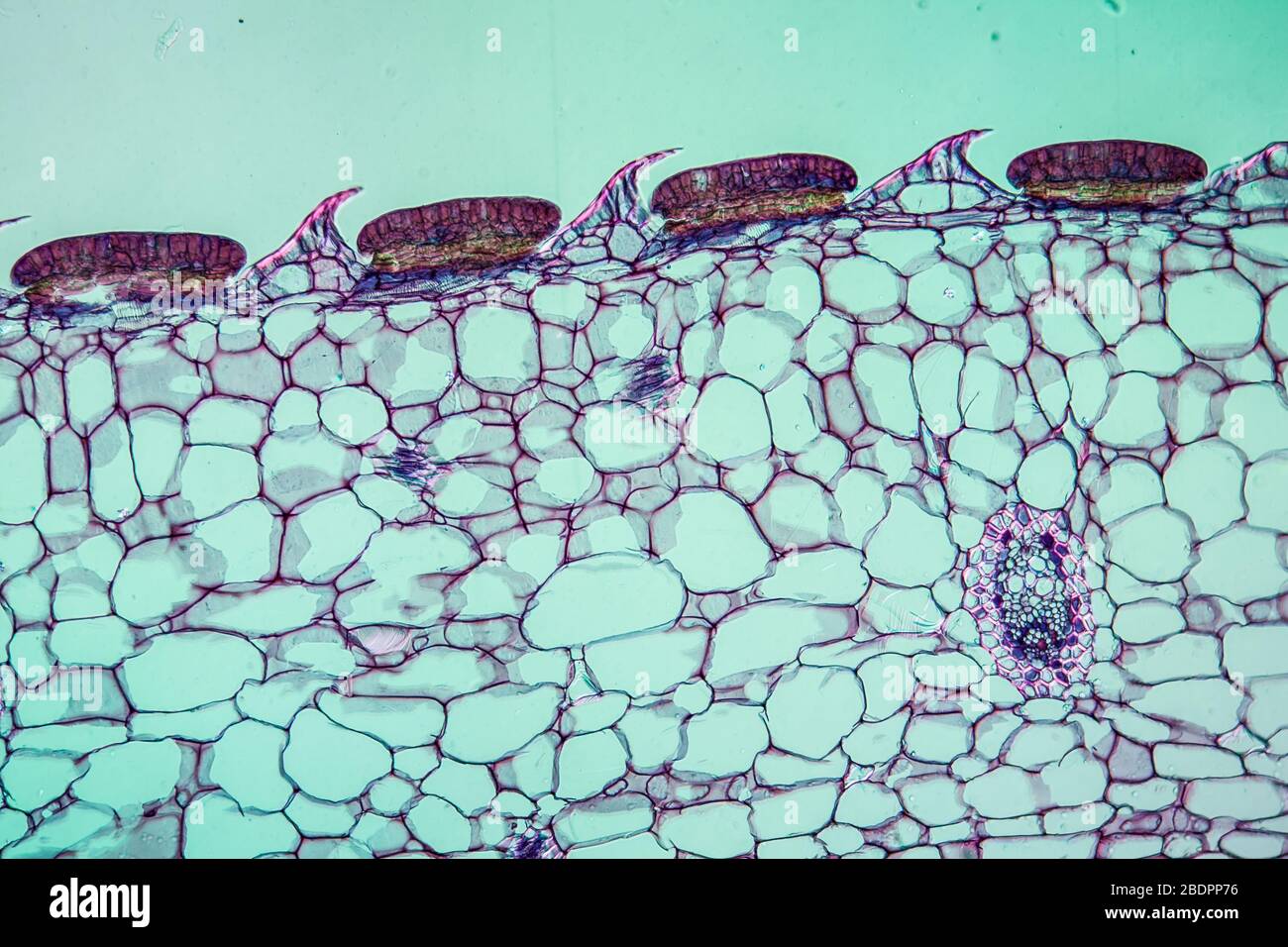 Pitcher plant leaf with digestive glands across 100x Stock Photo - Alamy