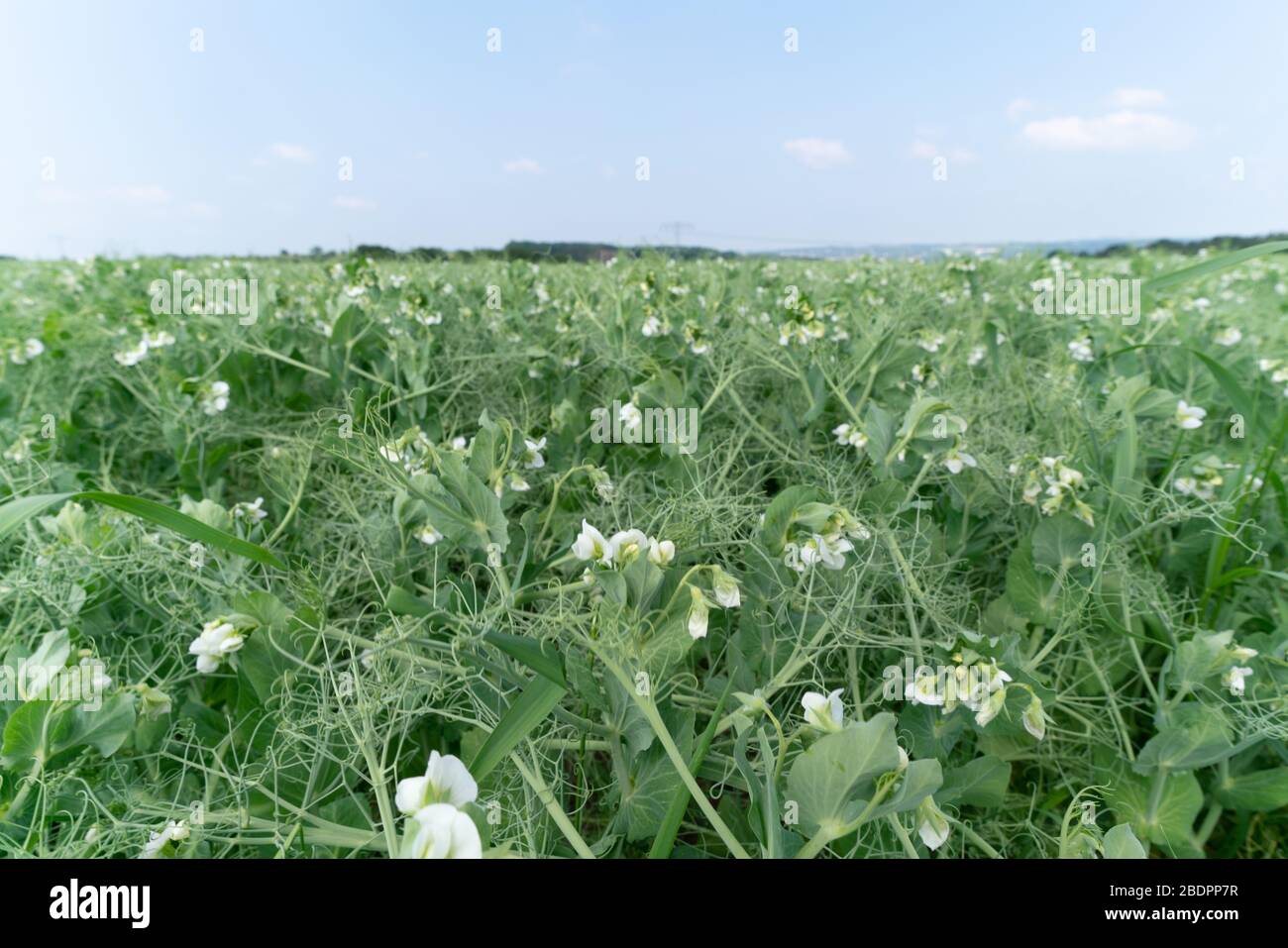 Green field of flowering peas Stock Photo - Alamy