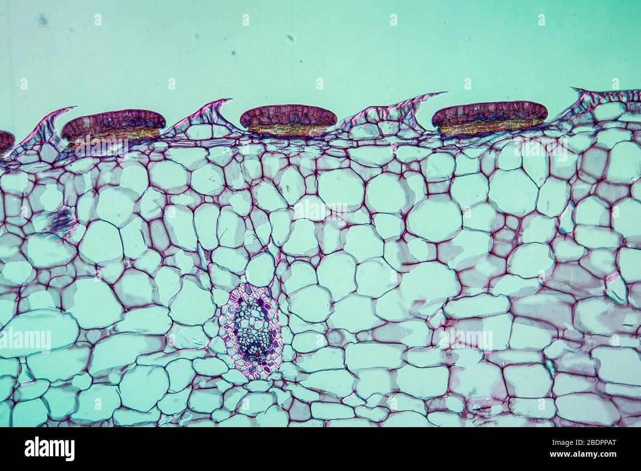 Digestive glands hi-res stock photography and images - Alamy