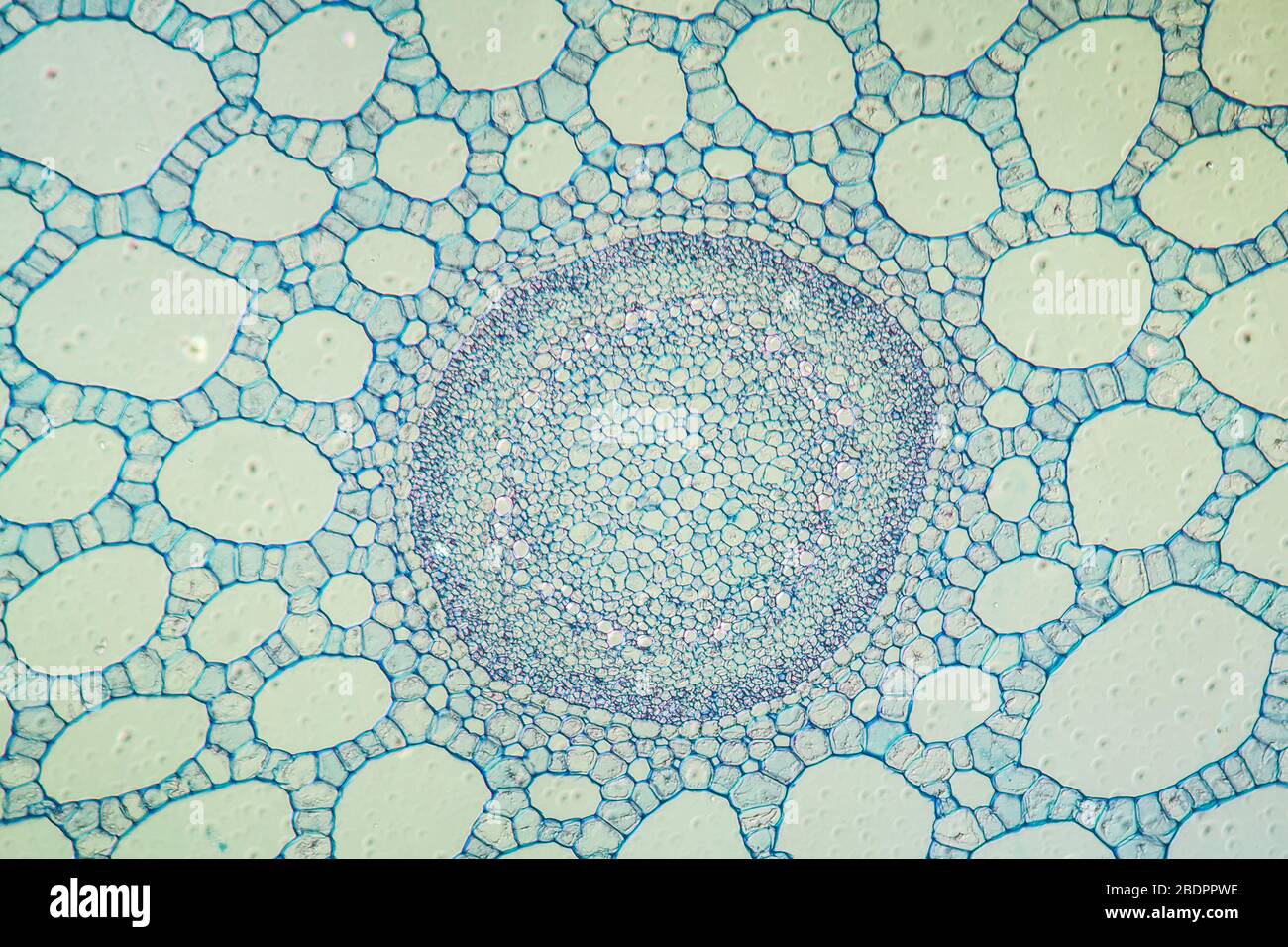 Fir fronds hi-res stock photography and images - Alamy