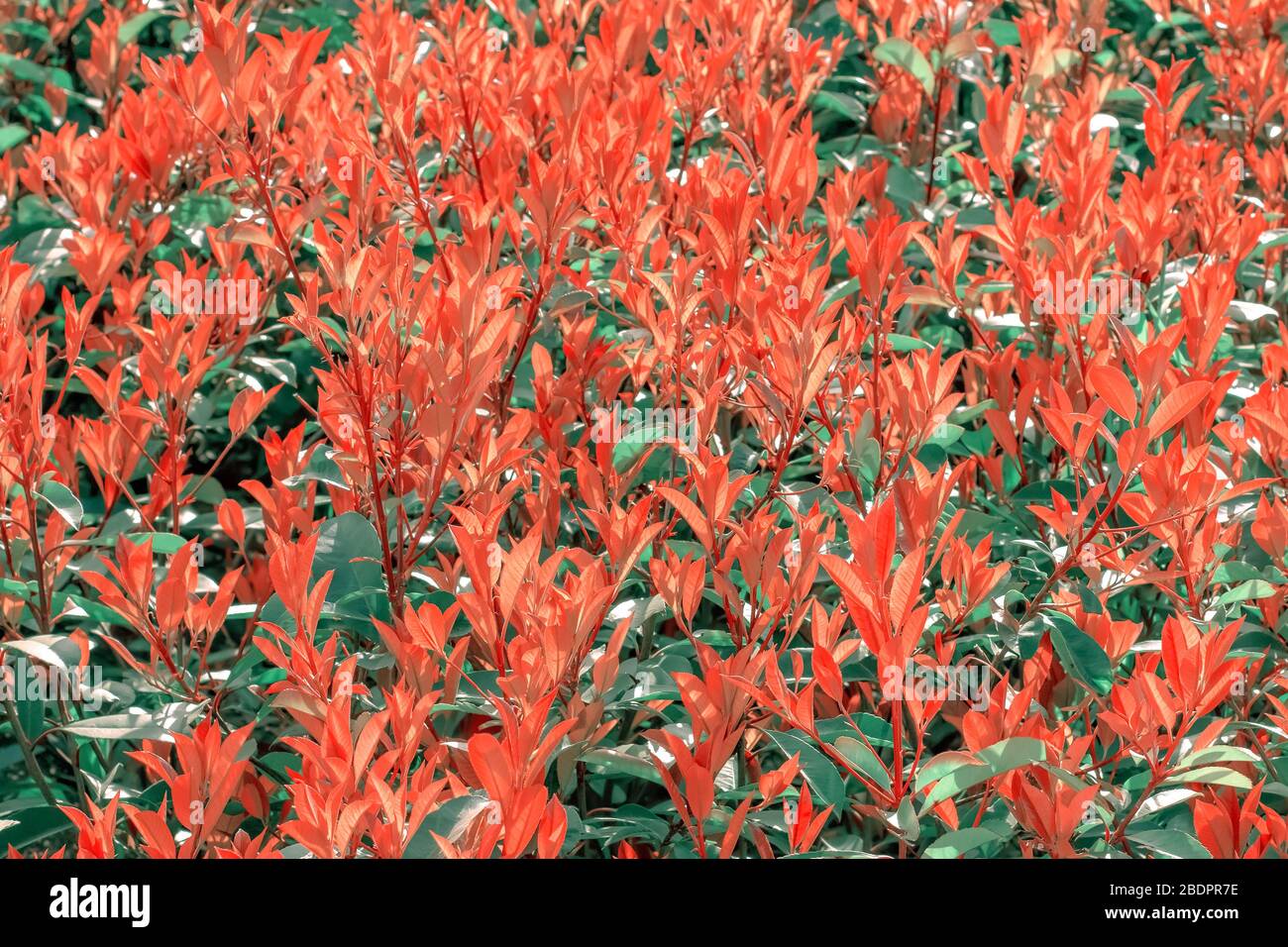 Photinia red robin hedge hi-res stock photography and images - Alamy