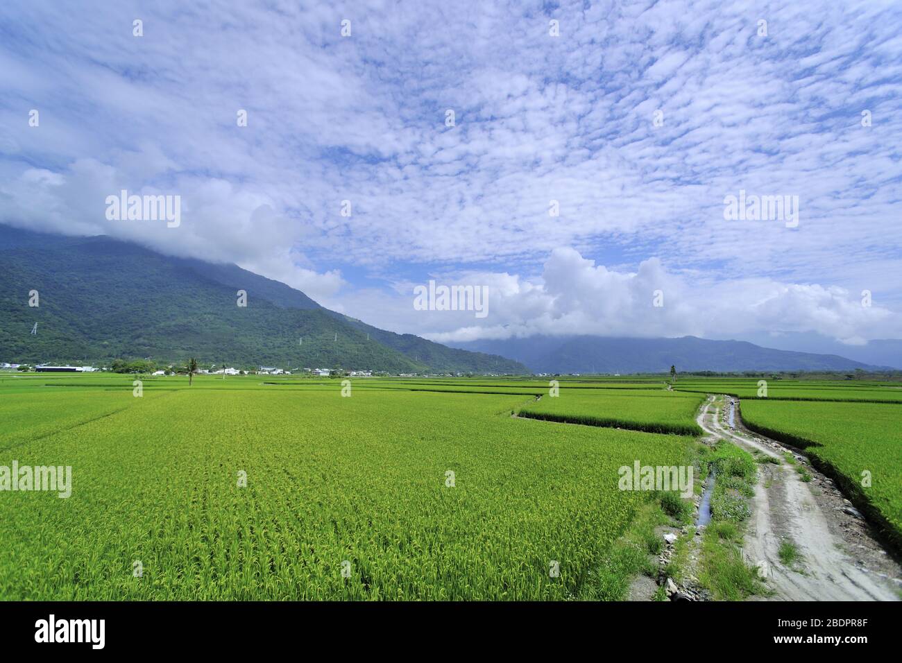 Chishang rice field Taiwan Stock Photo - Alamy