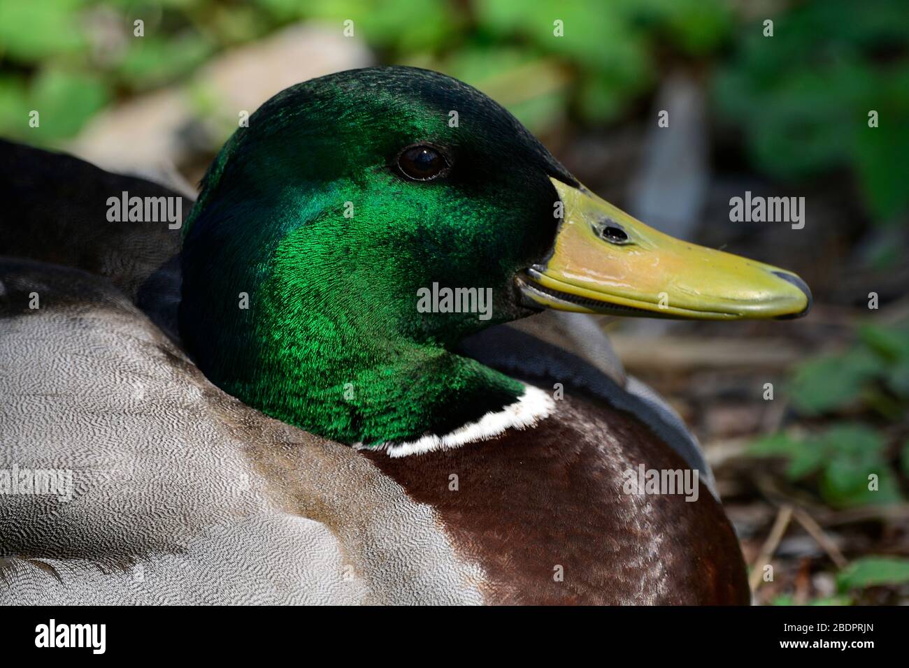 Isolated mallard hi-res stock photography and images - Alamy