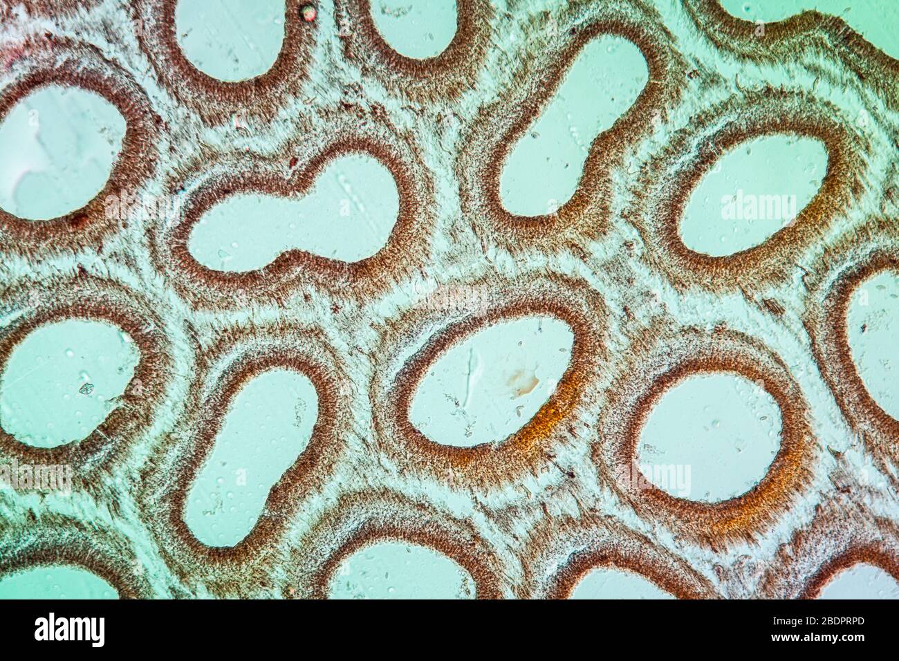 Boletus fruiting body under the microscope 100x across Stock Photo - Alamy