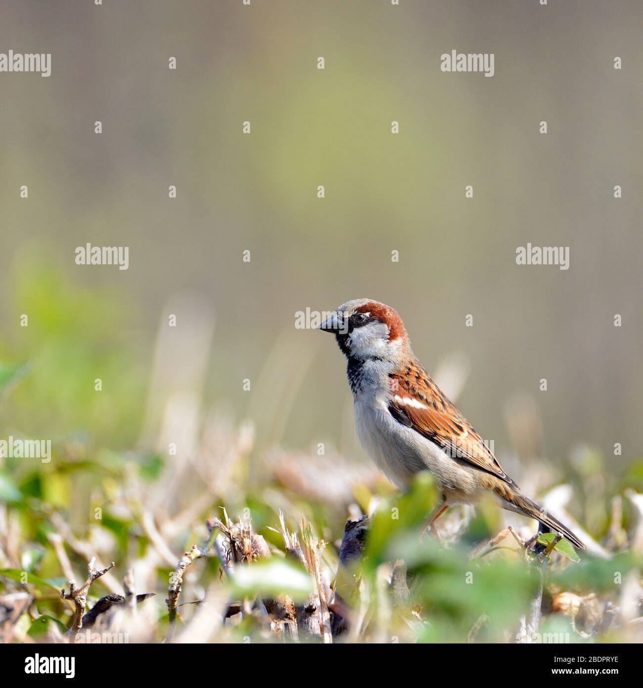 House Sparrow (Passer domesticus Stock Photo - Alamy