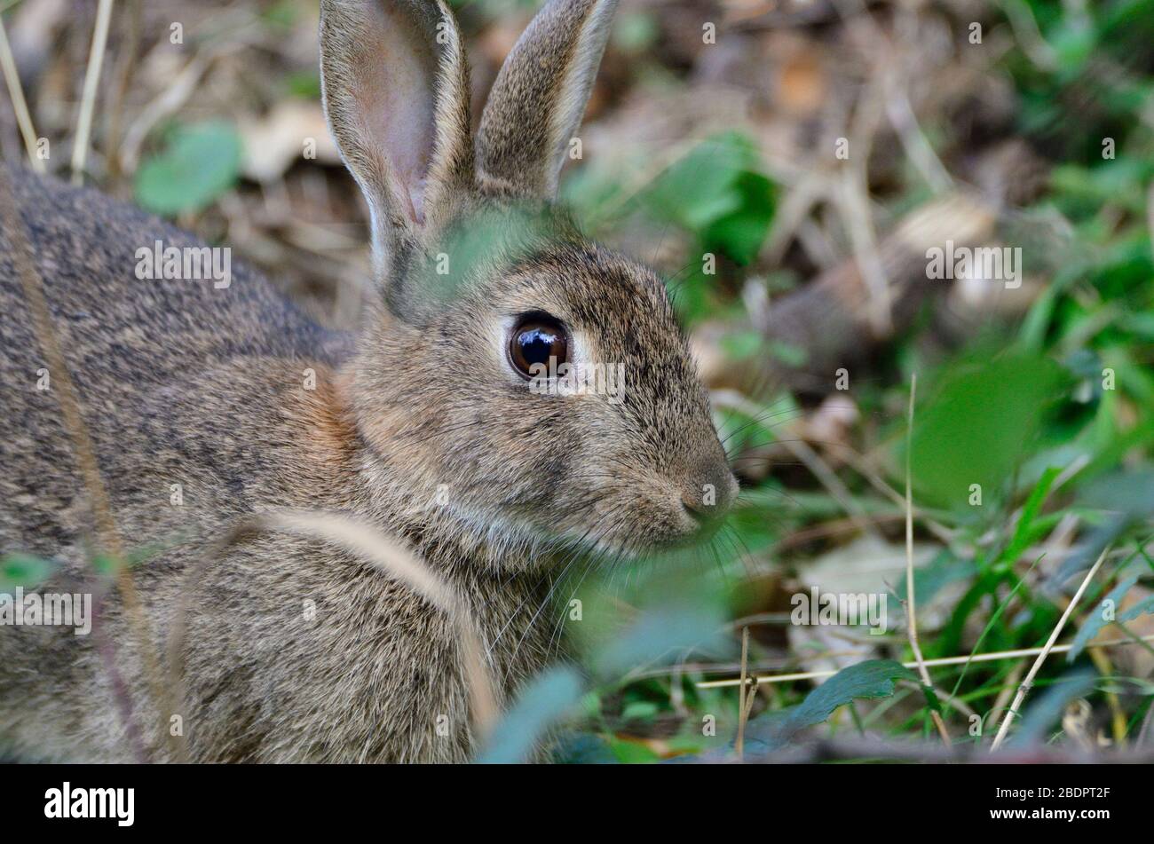 Adult rabbit hi-res stock photography and images - Alamy