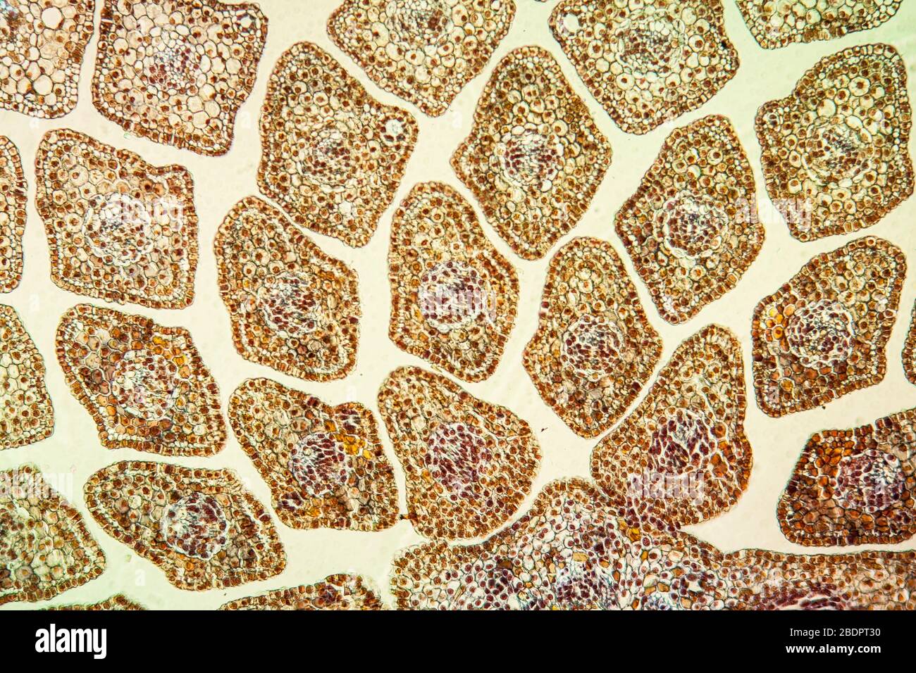 Shoot tip hi-res stock photography and images - Alamy