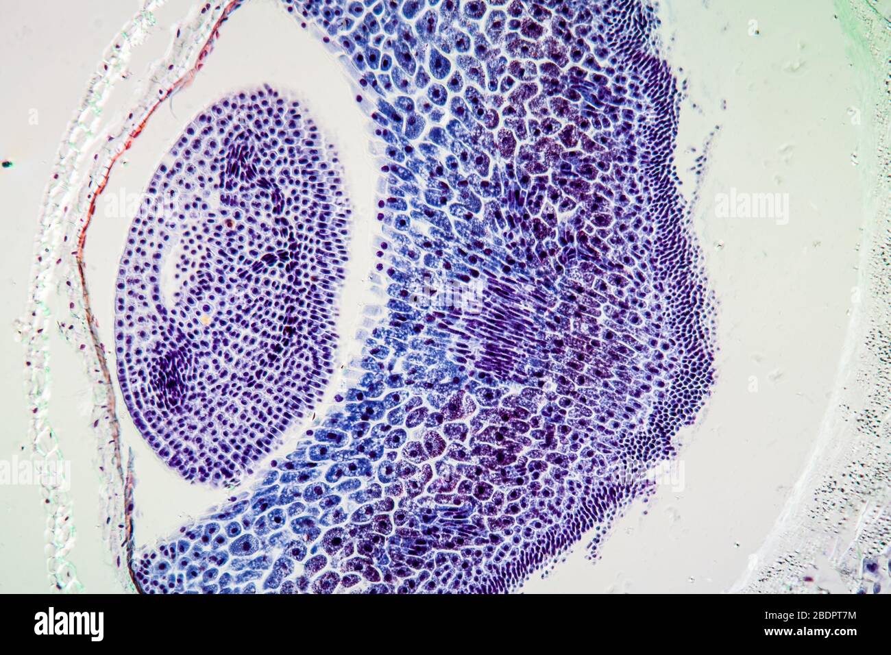 Cereal grain in cross section 100x Stock Photo - Alamy
