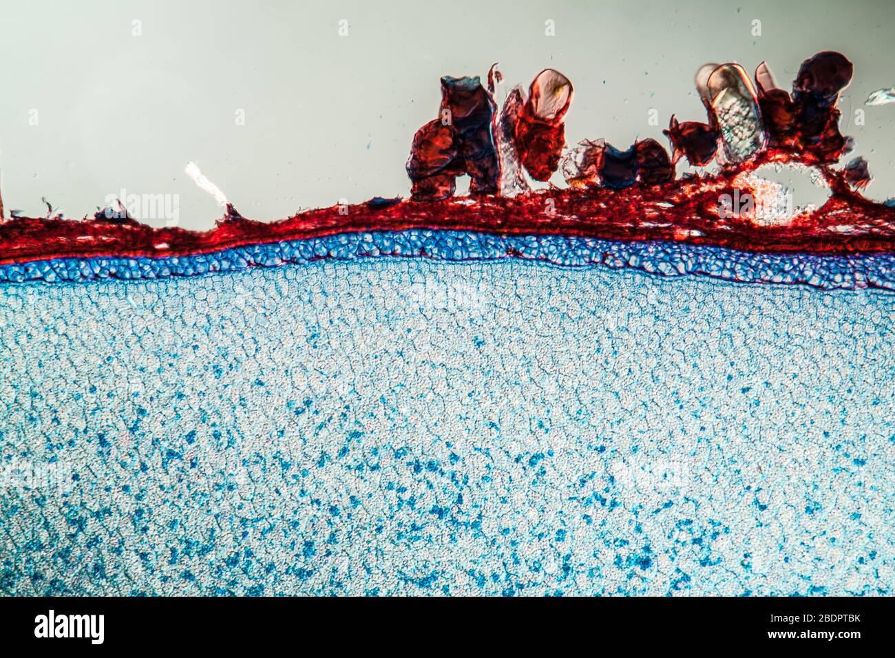 Almond fruit tissue across 100x Stock Photo - Alamy