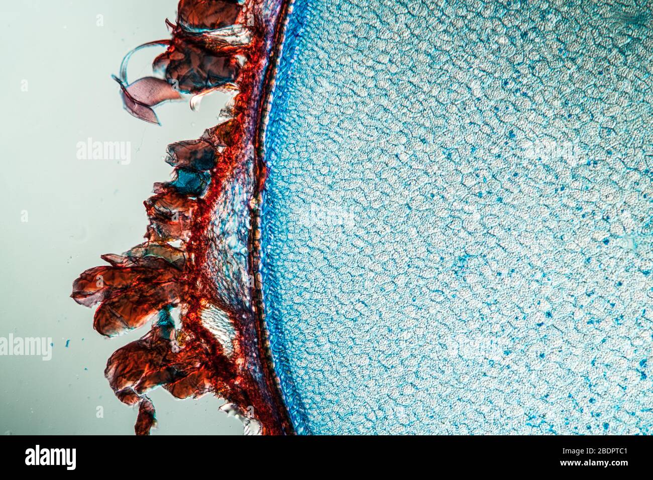 Almond fruit tissue across 100x Stock Photo - Alamy